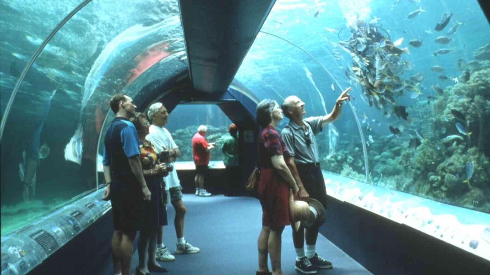 Reef HQ Aquarium - DavidEnOz